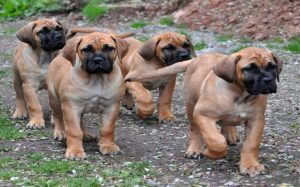 All About Boerboel Dog breed-Origin,Behavior,Trainability, Facts ...