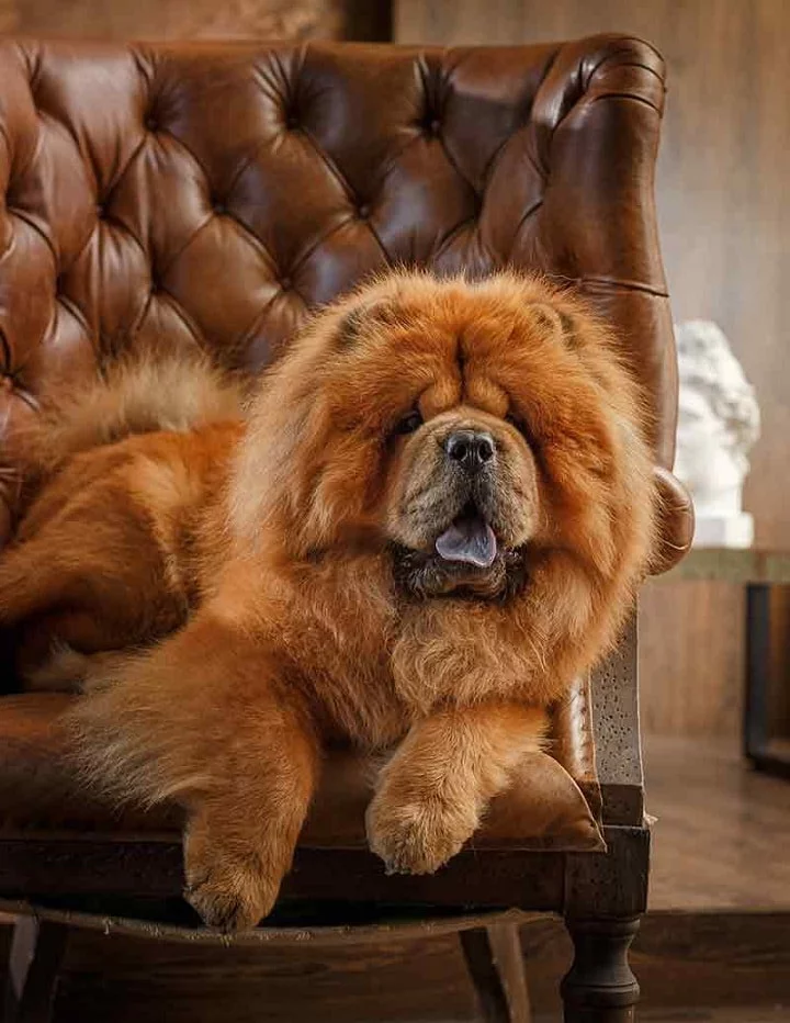 Methods to Train Chow Chow Dog - Strategies and Techniques for Easy ...