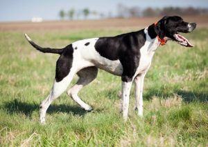English Pointer Dog Breed Temperament And Personality - Courageous and ...