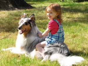 Rough Collie Dog Breed Temperament And Personality - Child Friendly and ...