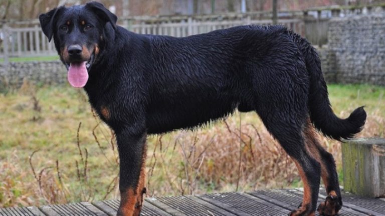 Beauceron Temperament and Personality - Child Friendly and Calm