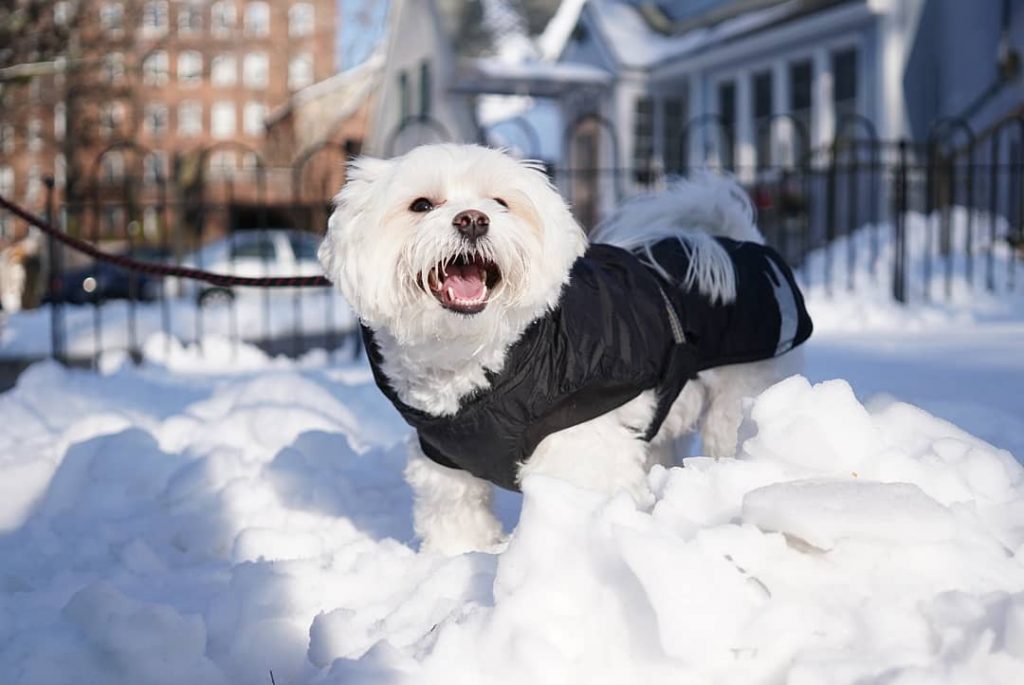 Coton De Tulear Dog Breed Origin Behavior Trainability Facts Photos Puppy Color coton-de-tulear-dog-breed-origin-behavior-trainability-facts-photos-puppy-color