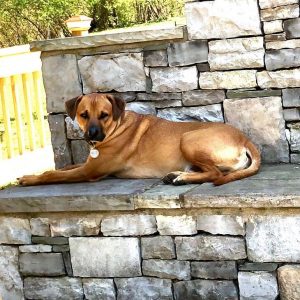 All About Cur Dog Breed – Origin, Behavior, Trainability, Puppies ...