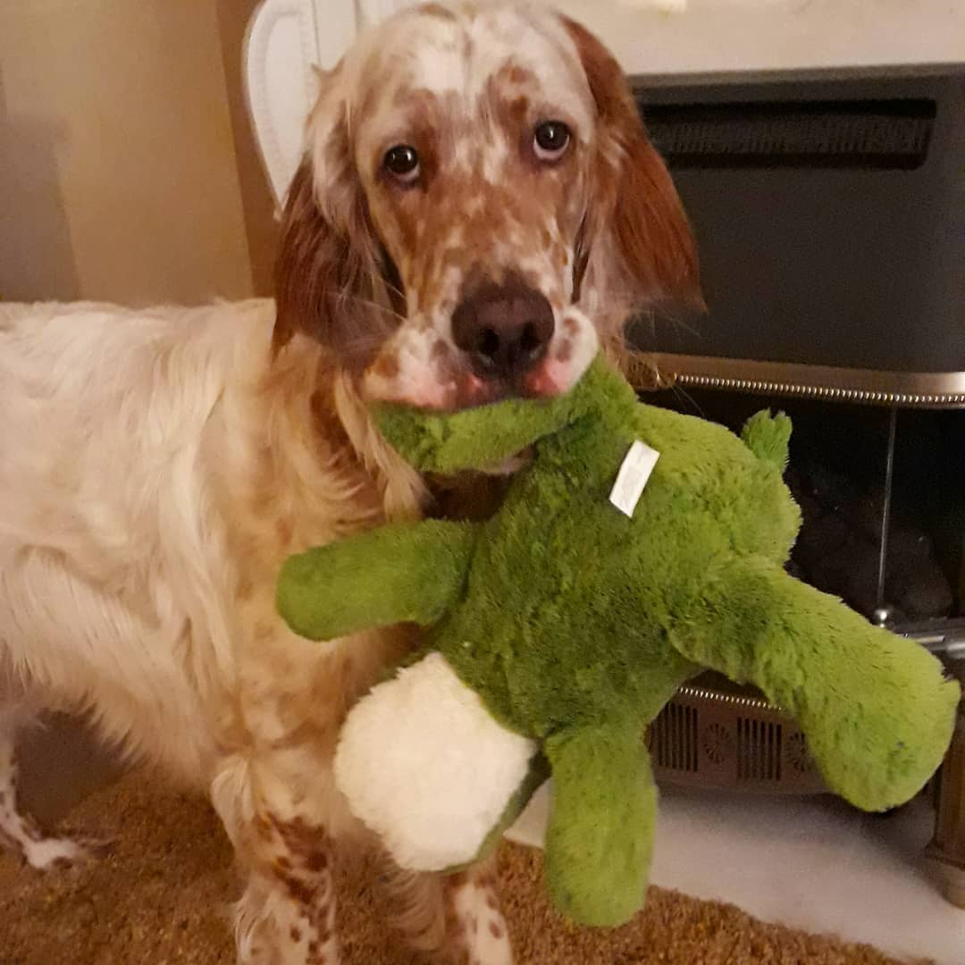 English Setter Dog Breed- Origin, Behavior, Trainability, Facts ...