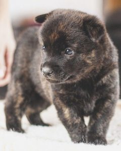 Kai Ken Dog Breed – Origin, Behavior, Trainability, Facts, Puppy, Price ...