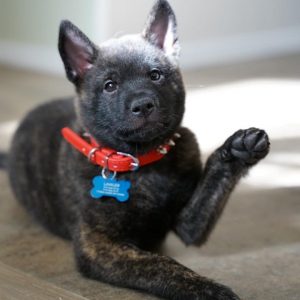 Kai Ken Dog Breed – Origin, Behavior, Trainability, Facts, Puppy, Price ...