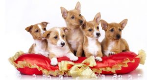 All About Portuguese Podengos Dog Breed - Origin, Behavior ...
