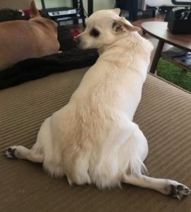 Why is your Dog Splooting? Causes and Effects of Splooting Position in Dogs