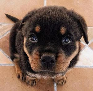 All About Rottweiler Dog Breed – Origin, Behavior, Trainability, Facts ...