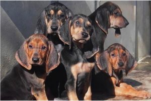 All About Segugio Italiano Dog Breed – Origin, Behavior, Trainability ...