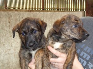 All About Treeing Tennessee Brindle Dog Breed – Origin, Behavior ...