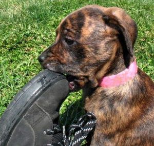 All About Treeing Tennessee Brindle Dog Breed – Origin, Behavior ...