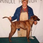 All About Treeing Tennessee Brindle Dog Breed – Origin, Behavior ...