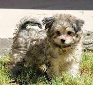 Russkaya Tsvetnaya Bolonka Temperament and Personality - Affectionate ...