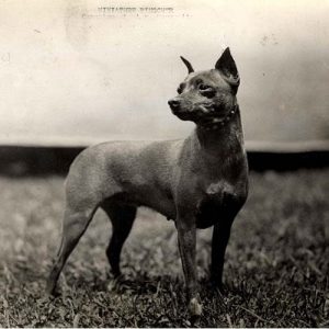 All About Yorkie Pin Dog Breed – Crossbreed of Yorkshire Terrier and ...