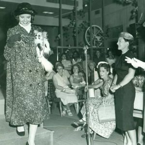 All About Yorkillon Dog Breed – Crossbreed of Yorkshire Terrier and ...