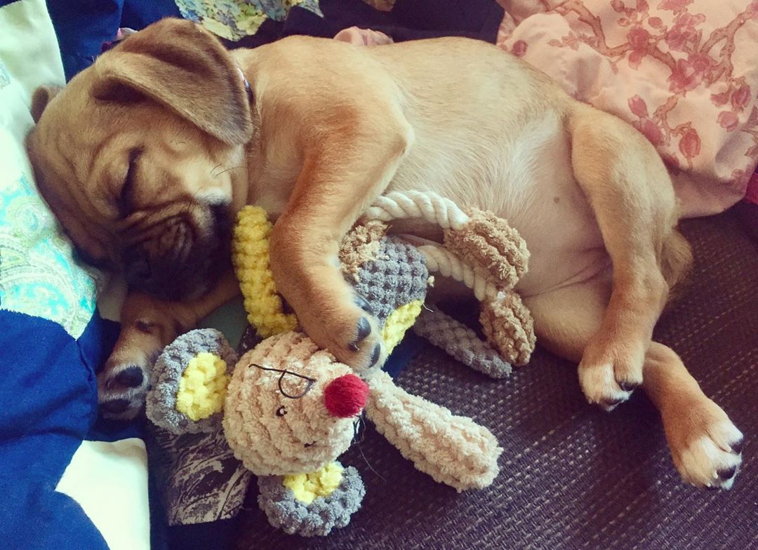 15 Cute and Funny Pictures of Puggle Puppies That Will Make Any Dog ...