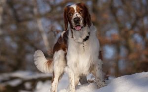 Welsh Springer Spaniel Temperament and Personality - Non Aggressive and Kid Friendly