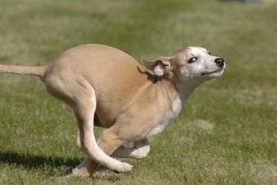 All About Whippet Dog Breed – Origin, Behavior, Trainability, Facts ...