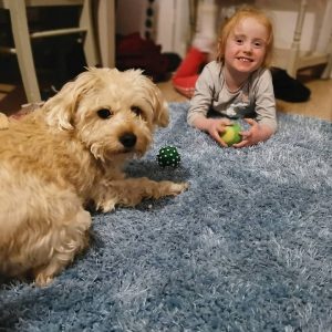 All About Yorkie Russell Dog Breed – Crossbreed of Yorkshire and Jack ...