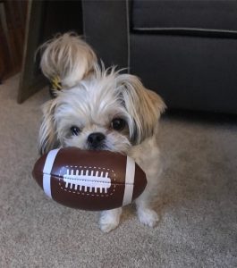 All About Yorkinese Dog Breed – Crossbreed of Yorkshire Terrier and ...