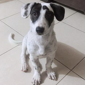 Types of Chihuahua Mix Dog Breed Available. Select by Knowing Their ...