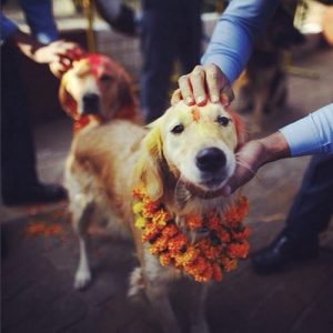The Spiritual Value of Dogs and Meaning in Different Religions of the World