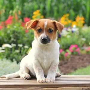 Jackabee (Jack Russell and Beagle Mix) – Behavior, Trainability, Puppy ...