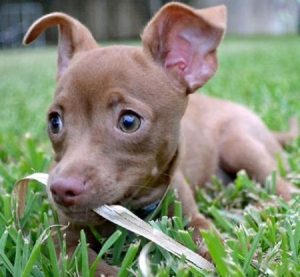 All About Pitbull Chihuahua mix (ChiPit) – Behavior, Training, Puppy ...