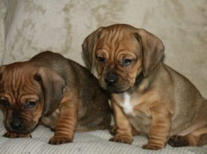 All About Daug Dog – Photos, Behavior, Trainability, Puppy, Price ...