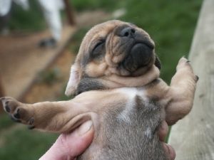 All About Daug Dog – Photos, Behavior, Trainability, Puppy, Price ...