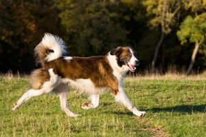 All About Aidi Dog - Origin, Behavior, Trainability, Puppy, Price ...