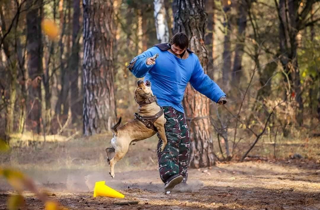 All About Ca de Bou - Origin, Behavior, Trainability, Puppy, Price ...