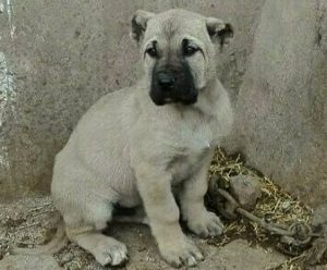 Sarabi Mastiff (Persian Mastiff) Dog - Origin, Behavior, Trainability ...