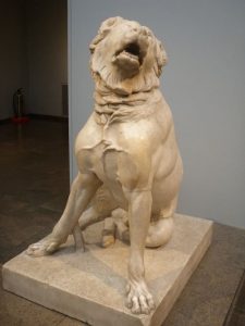 All About Molossus - Origin, Extinction, Behavior, Size and Facts