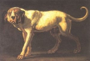 All About Dogo Cubano - Origin, Extinction, Behavior, Puppy, Size and Facts