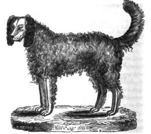 All About Alpine Spaniel - Origin, Extinction, Behavior, Puppy and Facts