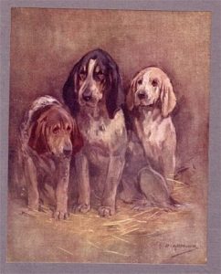 All About Southern Hound - Origin, Extinction, Behavior, Puppy and Facts