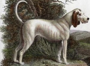 All About Talbot Hound - Origin, Extinction, Behavior, Puppy and Facts