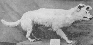 All About Kurī - Origin, Extinction, Behavior, Puppy and Facts