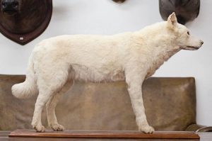 All About Kurī - Origin, Extinction, Behavior, Puppy and Facts