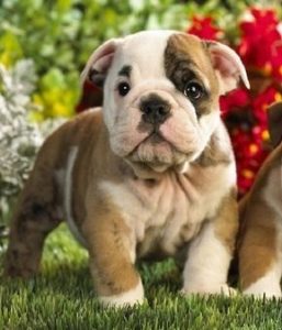 All About Toy Bulldog - Origin, Extinction, Behavior, Puppy and Facts