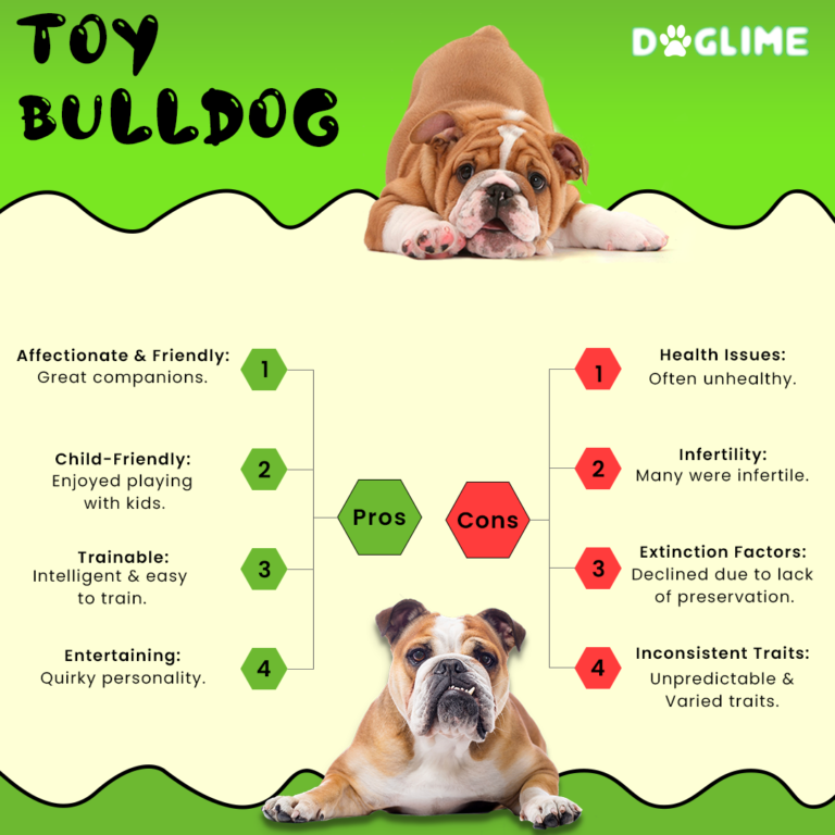 All About Toy Bulldog - Origin, Extinction, Behavior, Puppy and Facts