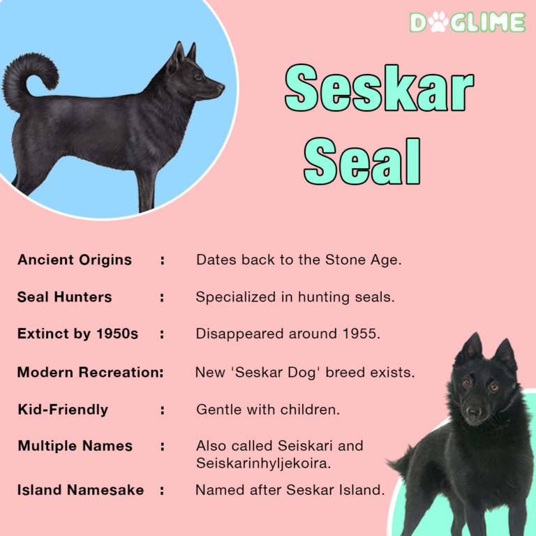 All About Seskar Seal Dog - Origin, Extinction, Behavior, Puppy and Facts