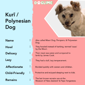 All About Kurī - Origin, Extinction, Behavior, Puppy and Facts