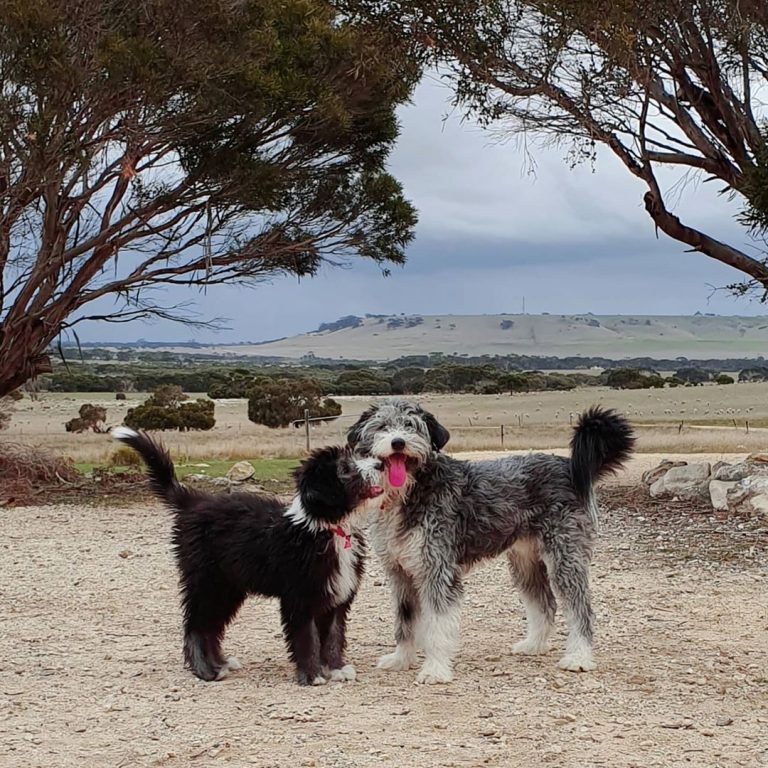 All About Smithfield Dog - Origin, Extinction, Behavior, Puppy and Facts