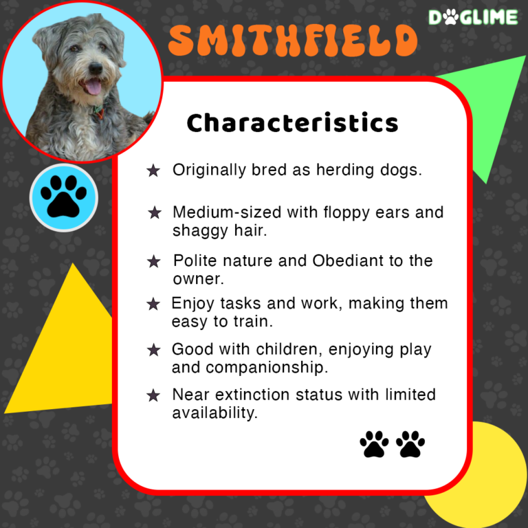 All About Smithfield Dog - Origin, Extinction, Behavior, Puppy and Facts