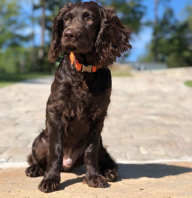 Boykin Spaniel Puppies Behavior And Characteristics In Different Months ...