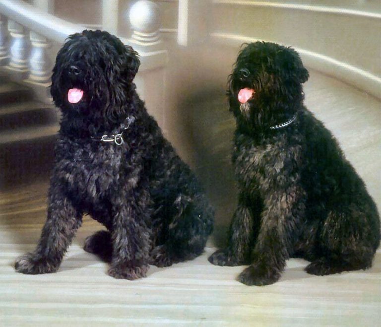 Bouvier des Flandres Puppies Behavior And Characteristics In Different ...