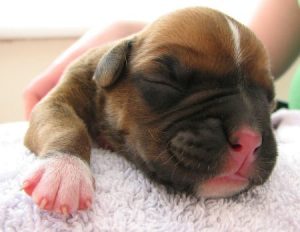 Boxer Puppies Behavior And Characteristics In Different Months Until ...